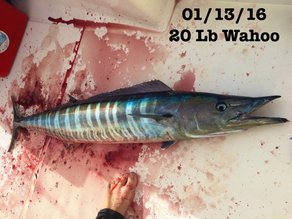Wahoo – Fish Envy Charters